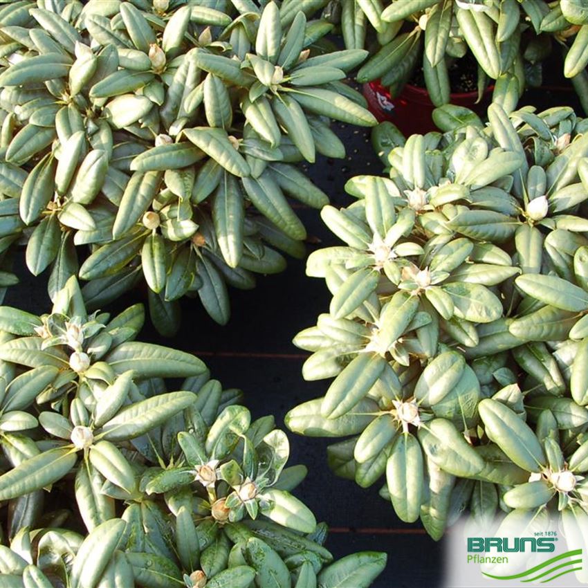 Rhododendron yakush. 'Fruehlingsanfang' von Bruns Pflanzen