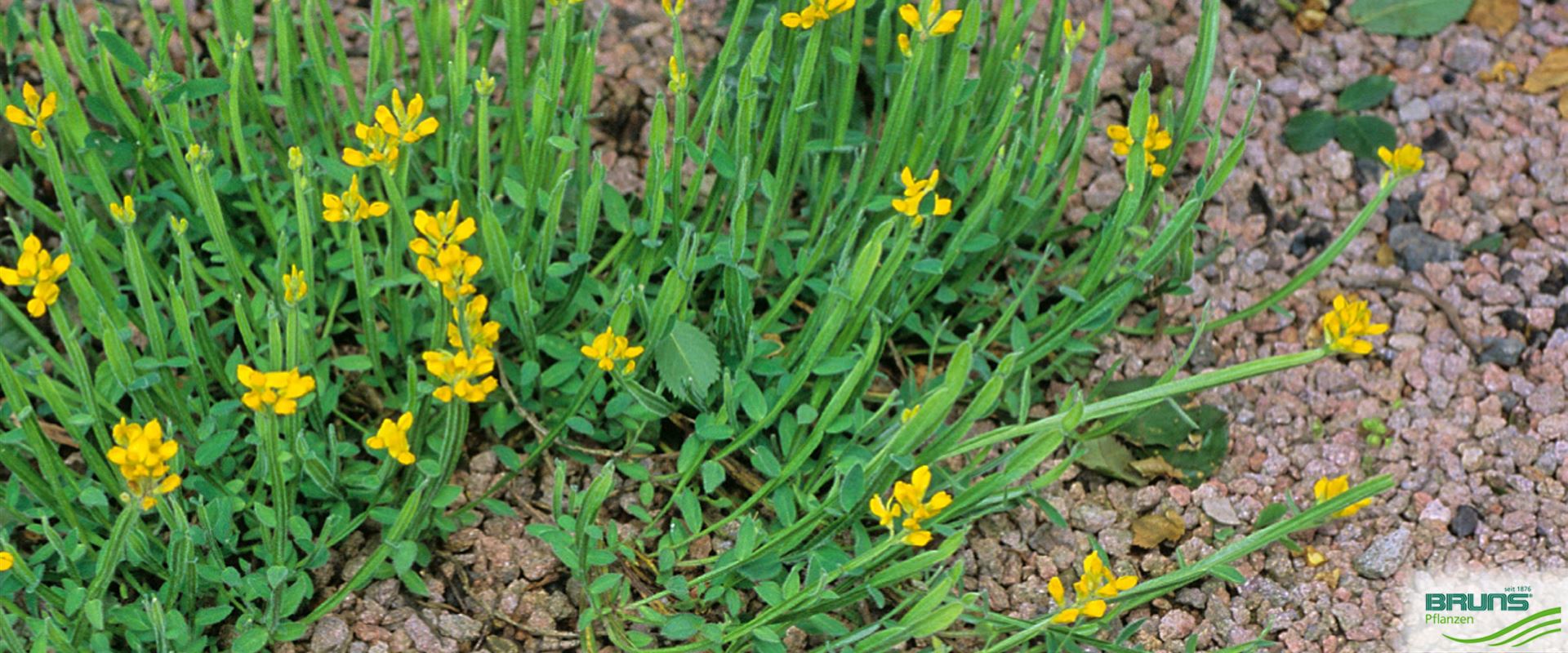 Genista sagittalis, Flügel-Ginster, Pfeil-Ginster von Bruns Pflanzen