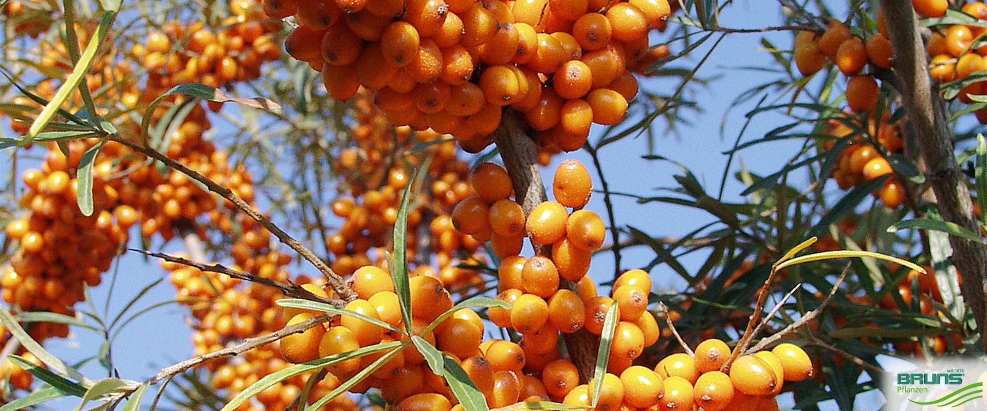 Hippophae rhamnoides 'Leikora' von Bruns Pflanzen
