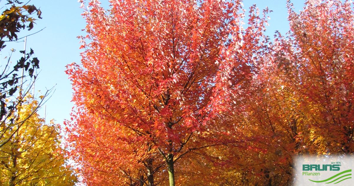Acer rubrum 'Frank Jr. Redpoint' (R), Maple 'Redpoint'® von Bruns Pflanzen