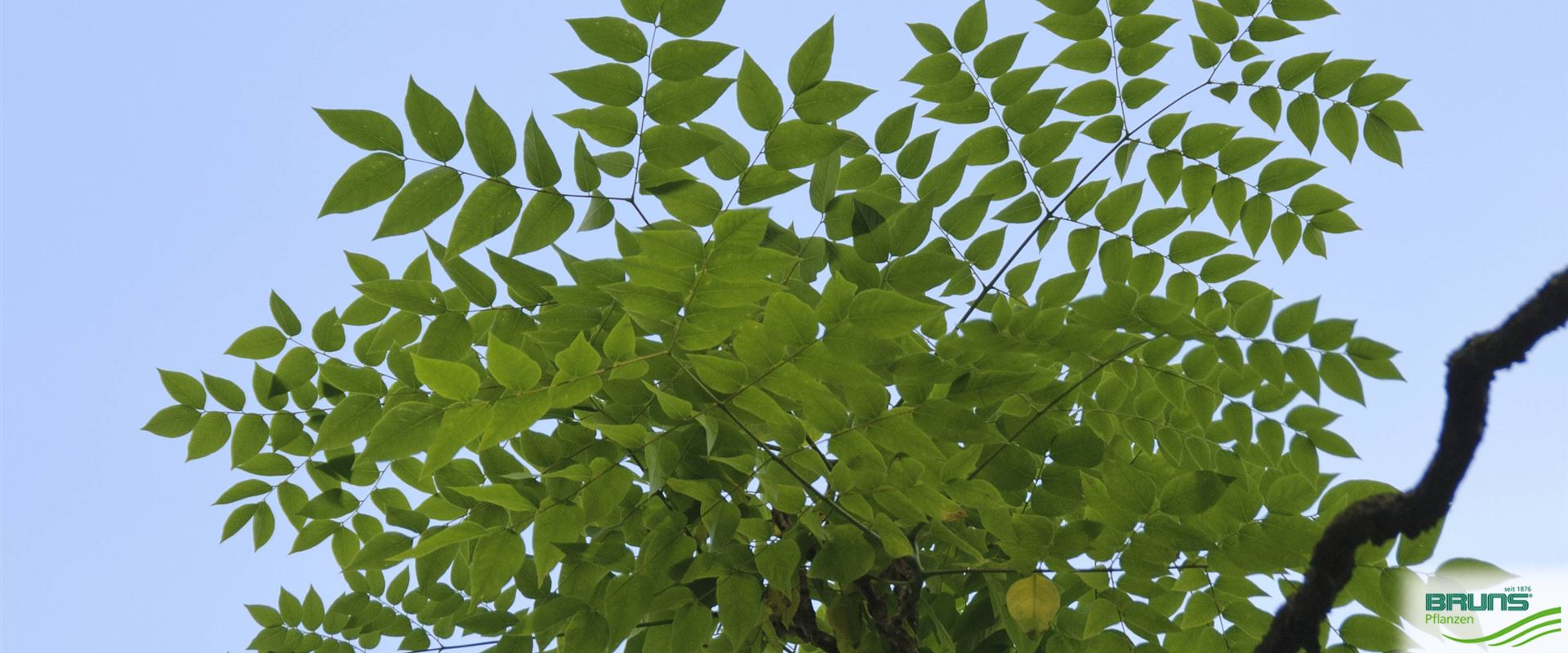 Gymnocladus dioicus, Kentucky coffee tree von Bruns Pflanzen