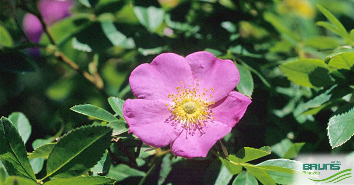 Rosa virginiana, Virginia rose von Bruns Pflanzen