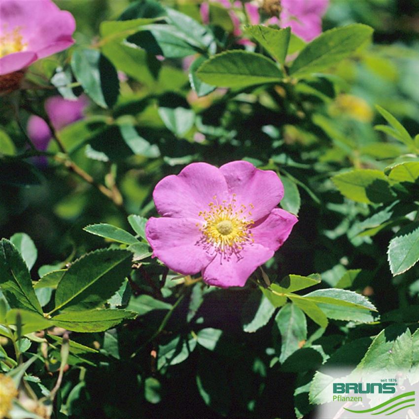 Rosa virginiana, Virginia rose von Bruns Pflanzen