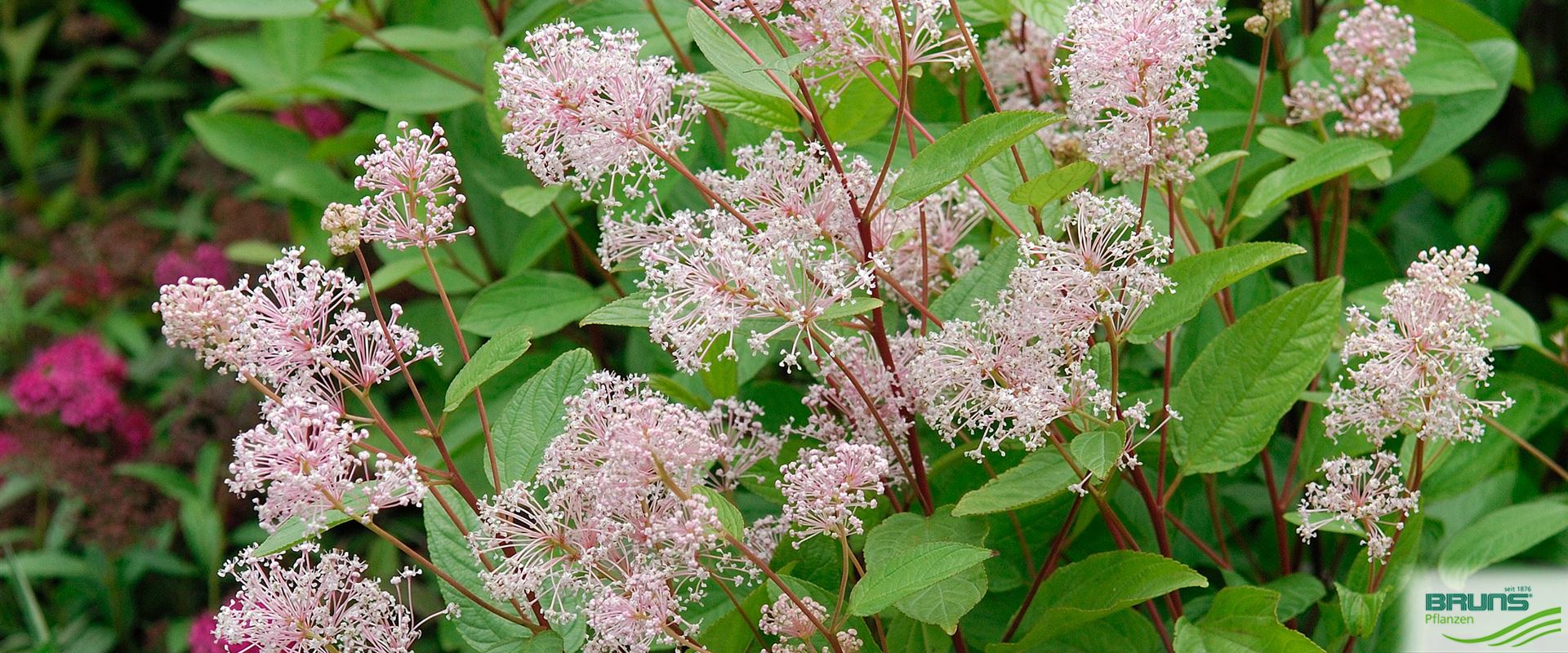 Ceanothus x pallidus 'Marie Simon' von Bruns Pflanzen
