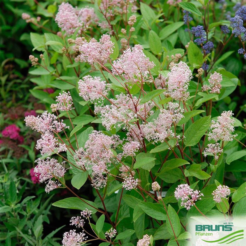 Ceanothus x pallidus 'Marie Simon' von Bruns Pflanzen