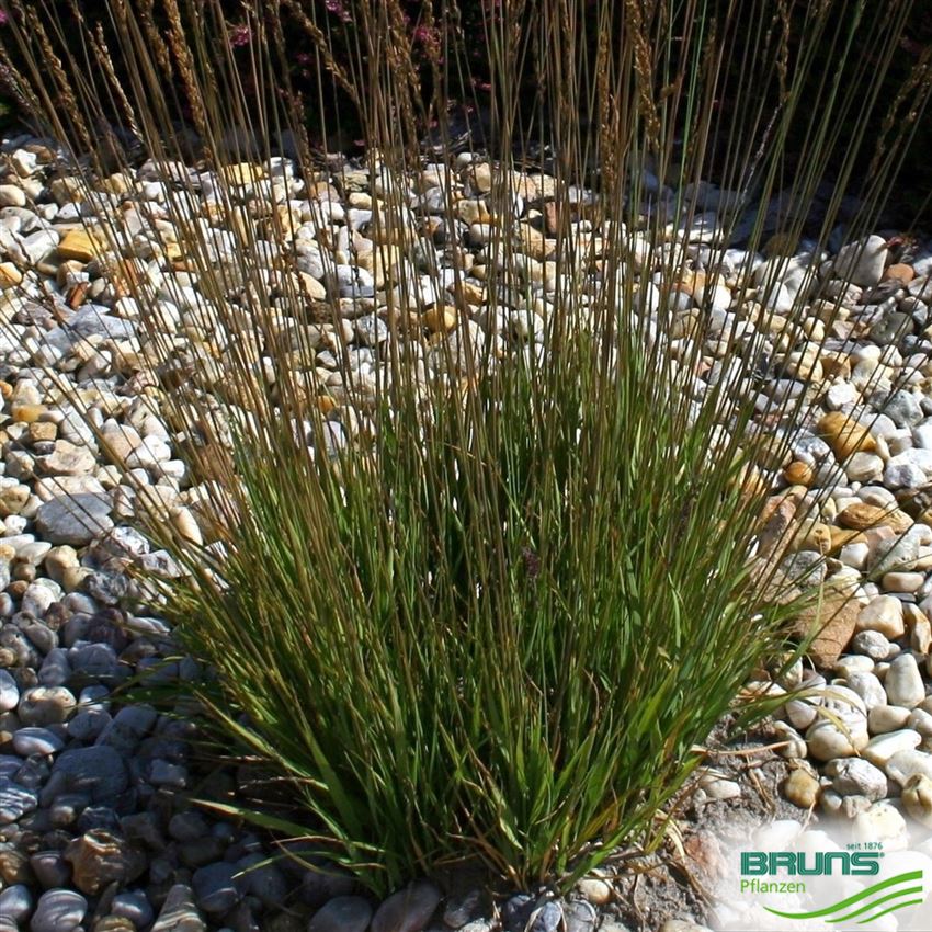 Molinia caerulea 'Moorhexe' von Bruns Pflanzen