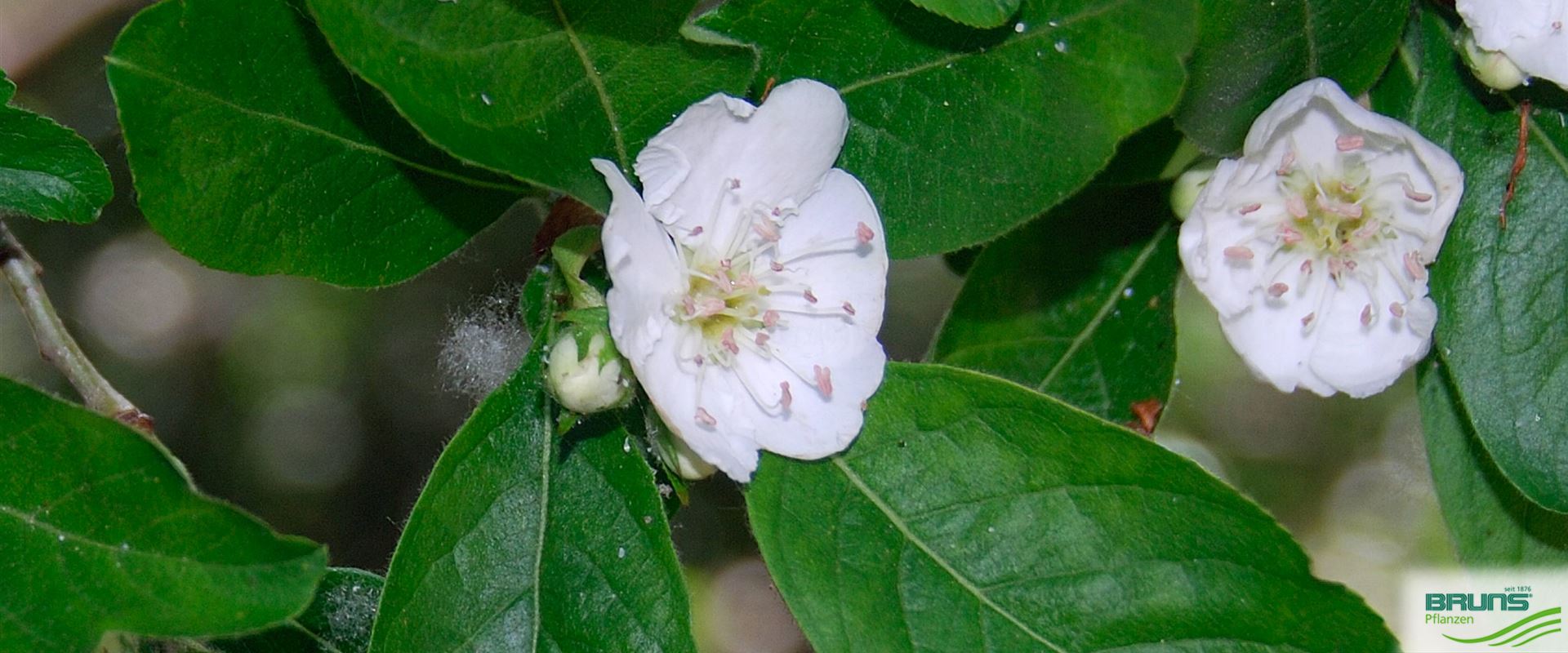Mespilus germanica, Mispel von Bruns Pflanzen