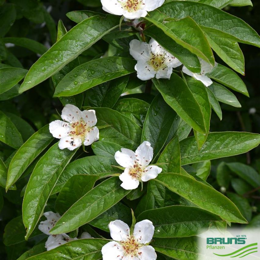 Mespilus germanica, Mispel von Bruns Pflanzen