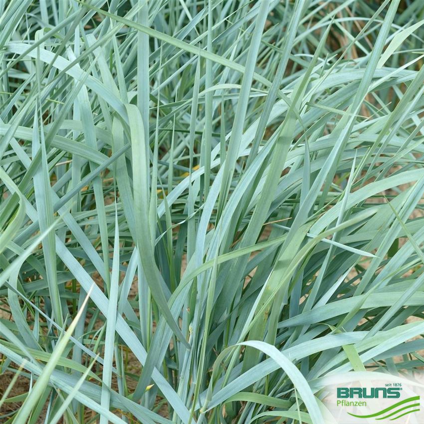 Leymus arenarius von Bruns Pflanzen