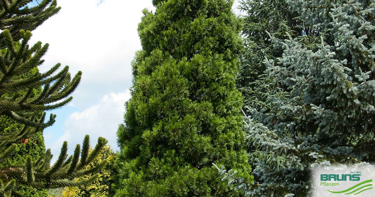 Calocedrus decurrens, Calocedrus, Incense Cedar von Bruns Pflanzen