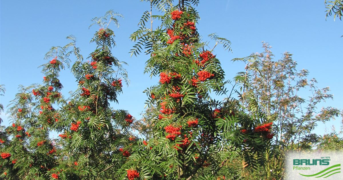 Sorbus commixta 'Dodong' von Bruns Pflanzen