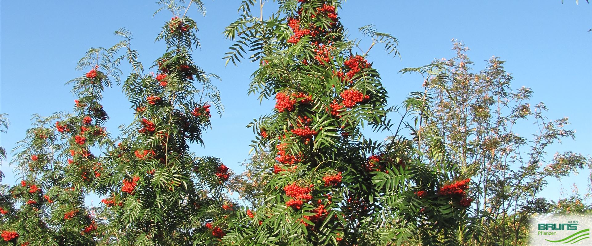 Sorbus commixta 'Dodong' von Bruns Pflanzen