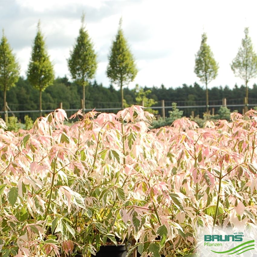 Acer negundo 'Flamingo' von Bruns Pflanzen