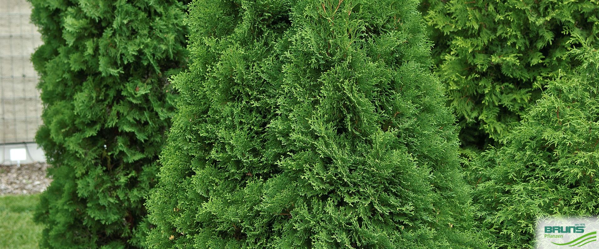 Thuja occidentalis 'Holmstrup' von Bruns Pflanzen