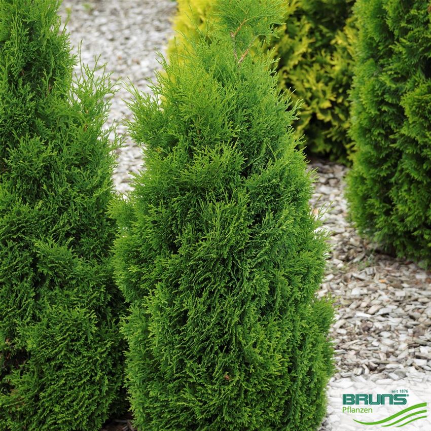 Thuja occidentalis 'Holmstrup' von Bruns Pflanzen