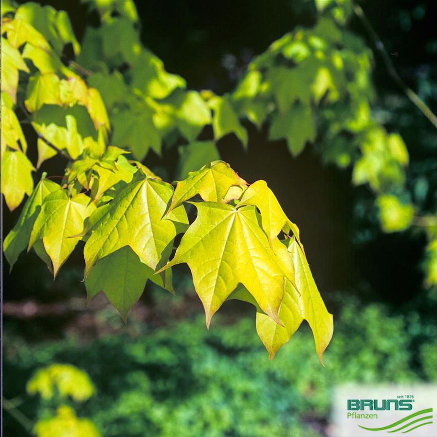 Acer cappadocicum 'Aureum' von Bruns Pflanzen