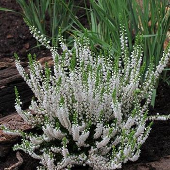 Calluna 'Hammondii' von Bruns Pflanzen