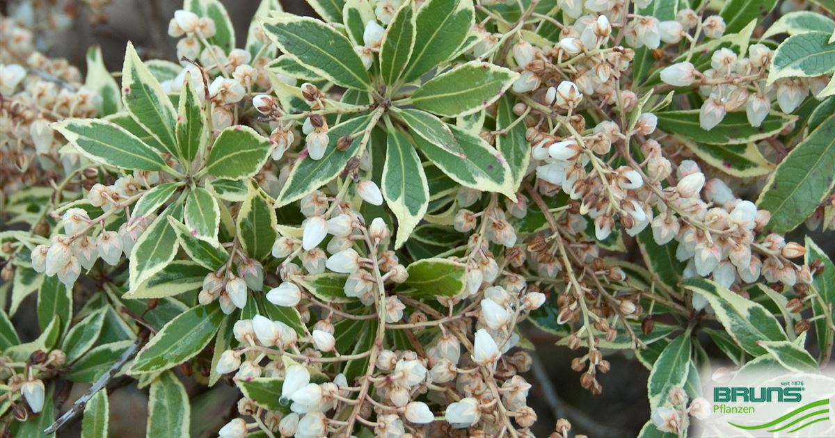 Pieris japonica 'Variegata' von Bruns Pflanzen