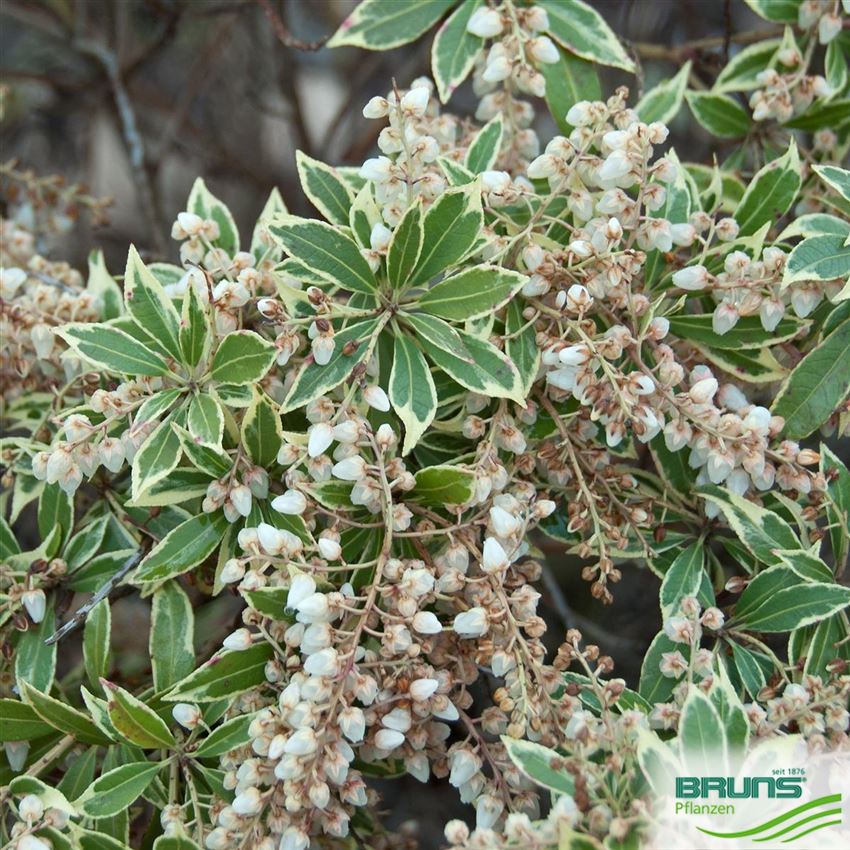Pieris japonica 'Variegata' von Bruns Pflanzen