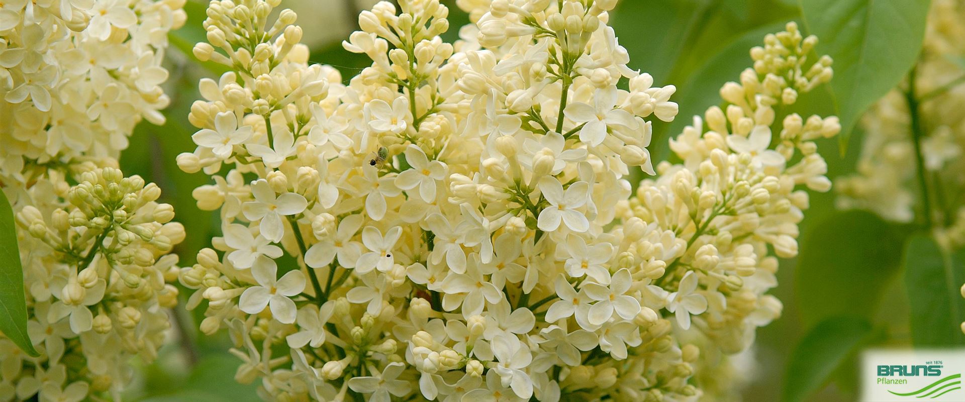 Syringa vulg. 'Primrose' von Bruns Pflanzen