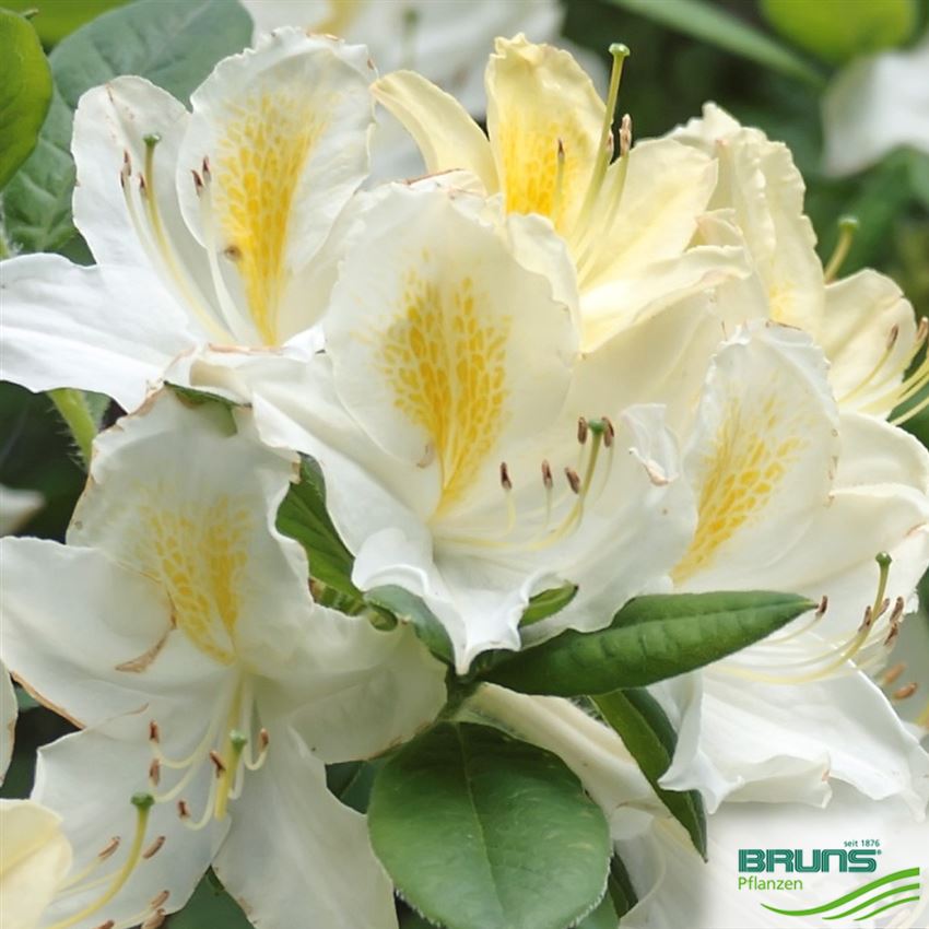 Azalea pont. 'Daviesii' von Bruns Pflanzen