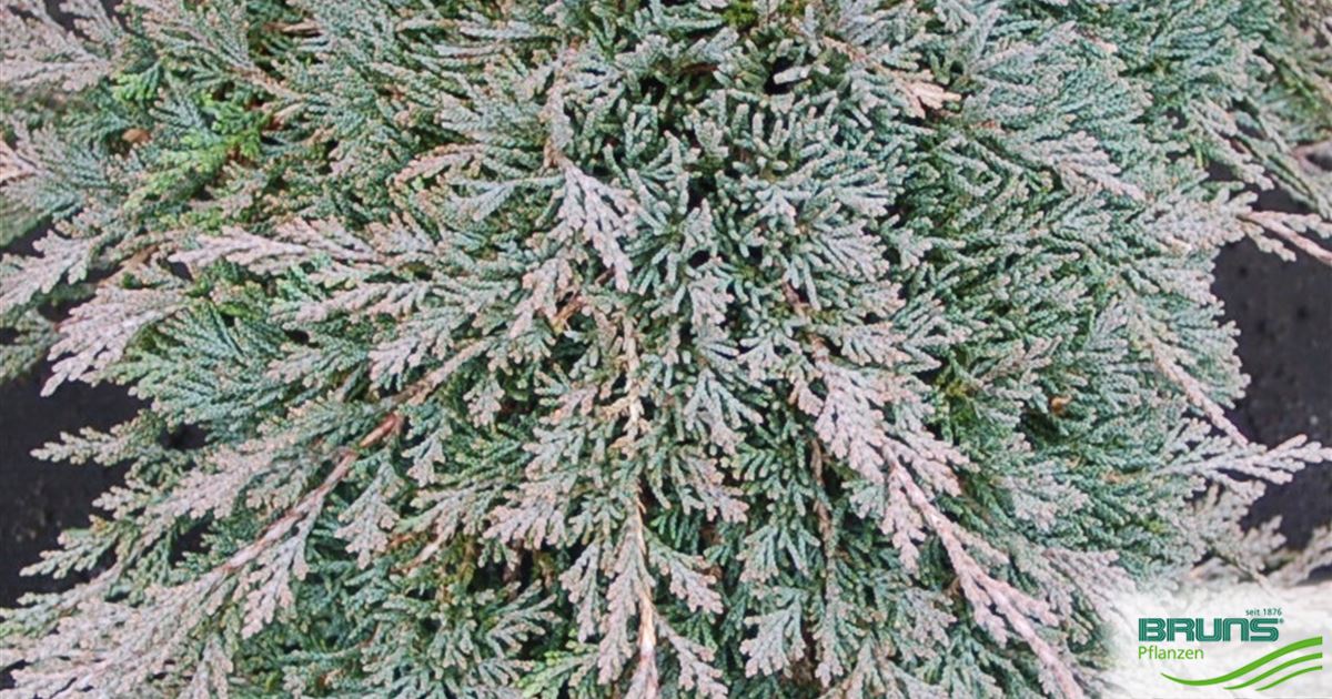 Juniperus horizontalis 'Icee Blue' (R) von Bruns Pflanzen