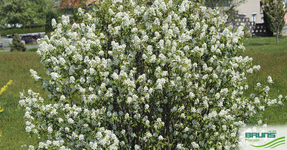 Amelanchier ovalis, Gewöhnliche Felsenbirne von Bruns Pflanzen