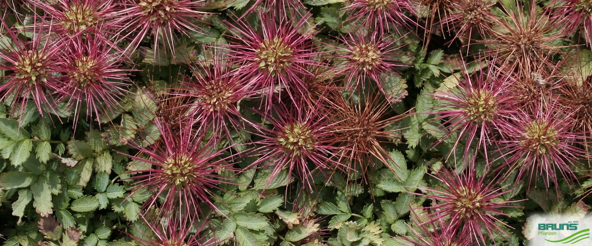 Acaena caesiiglauca 'Frikart' von Bruns Pflanzen