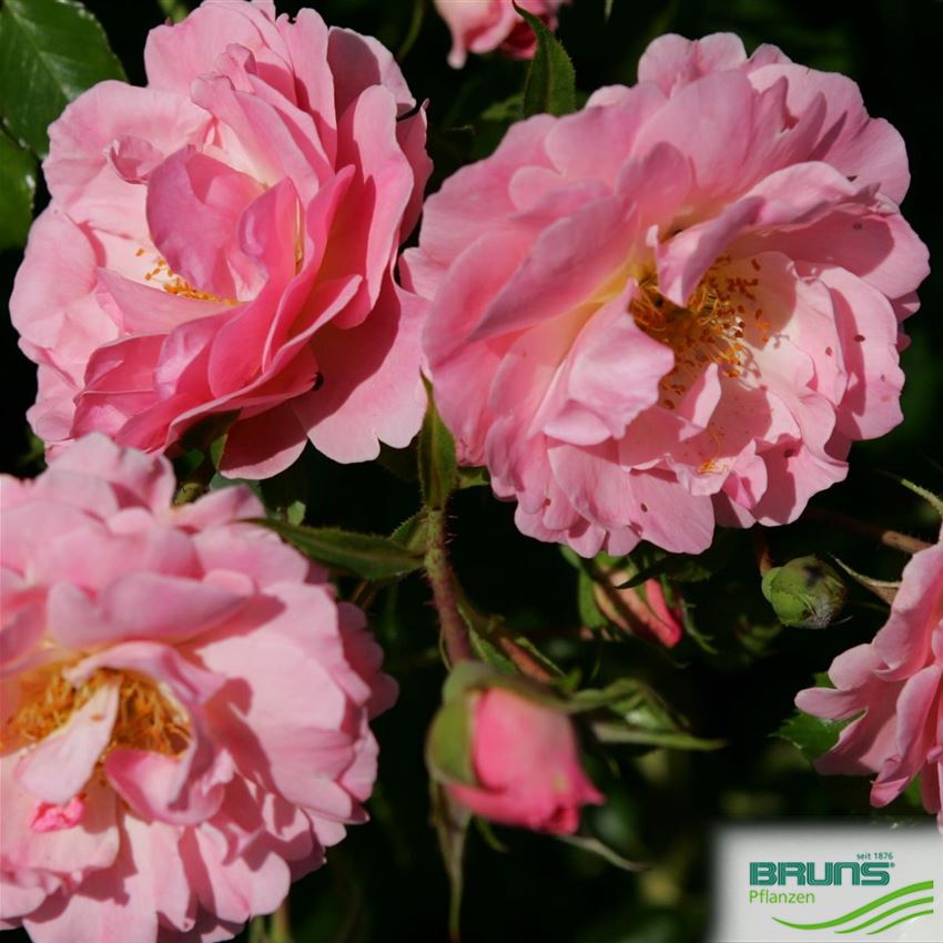 Strauchrose 'Heidekoenigin' (R) von Bruns Pflanzen