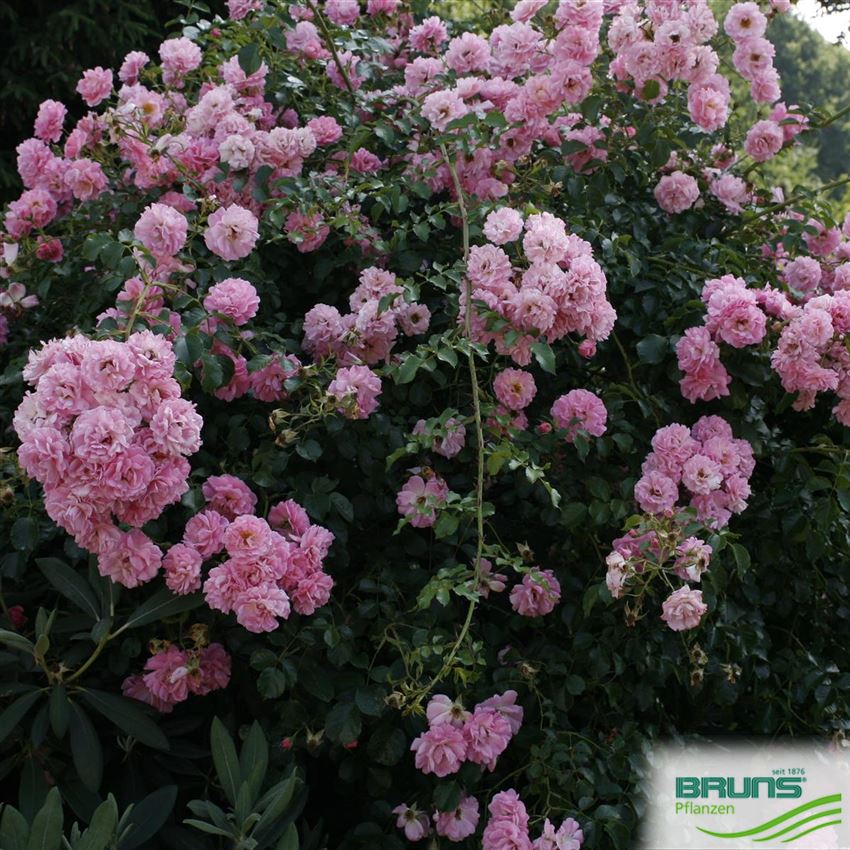 Strauchrose 'Heidekoenigin' (R) von Bruns Pflanzen