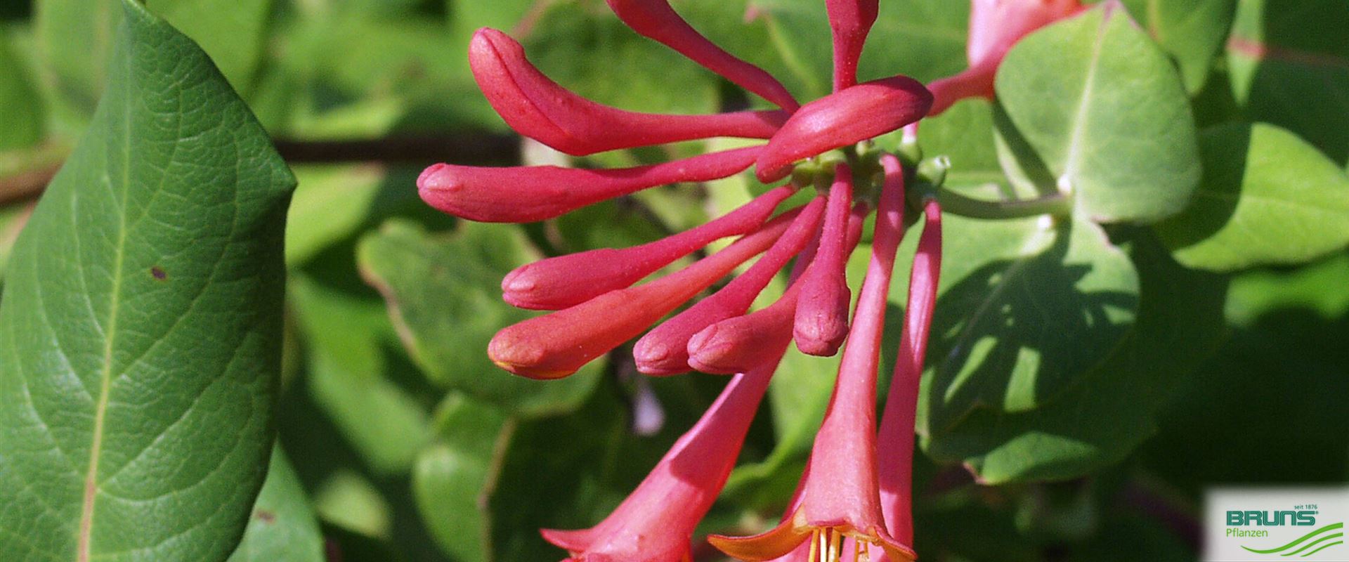 Lonicera brownii 'Dropmore Scarlet' von Bruns Pflanzen