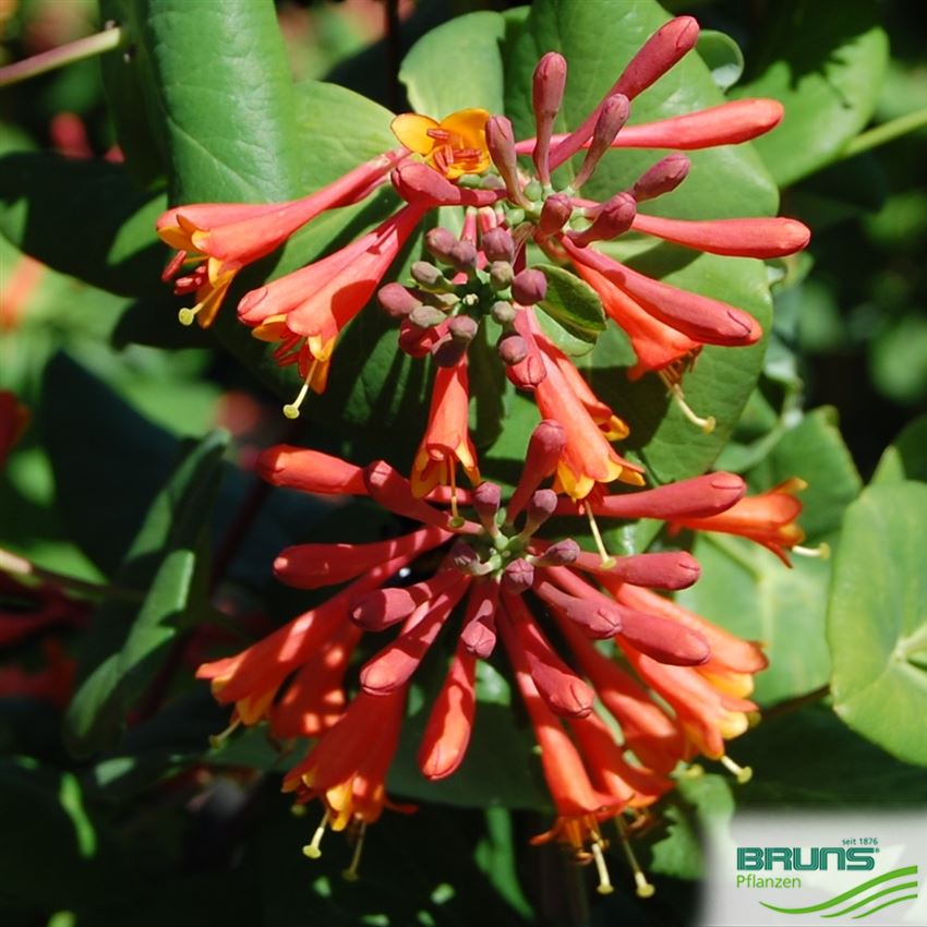 Lonicera brownii 'Dropmore Scarlet' von Bruns Pflanzen