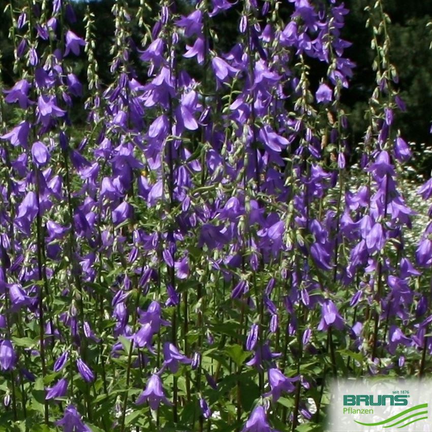 Campanula rapunculoides, Creeping Bellflower von Bruns Pflanzen