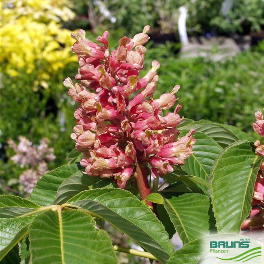 Aesculus pavia 'Atrosanguinea', Red buckeye von Bruns Pflanzen