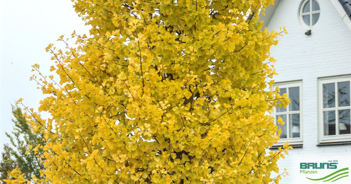 Ginkgo biloba 'Fastigiata Blagon' (R) von Bruns Pflanzen