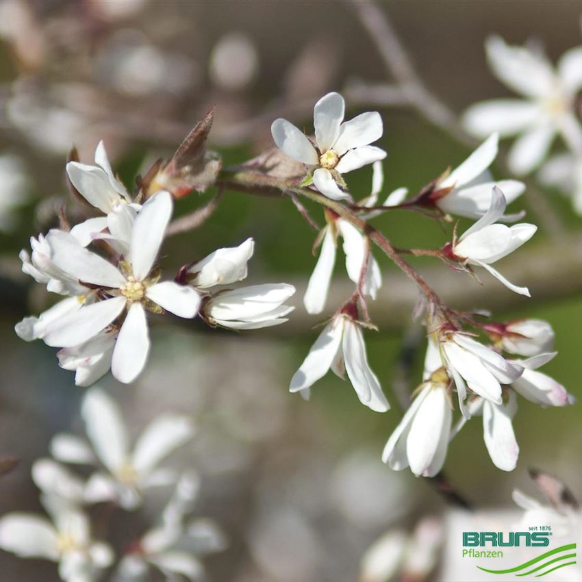 Kahle Felsenbirne Amelanchier Laevis
