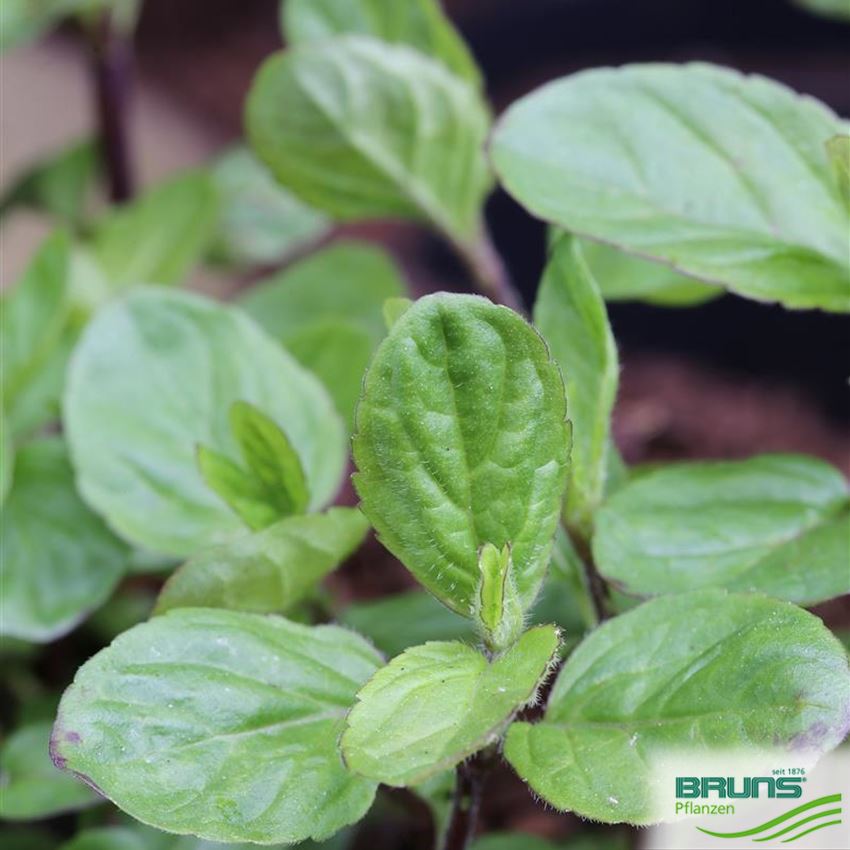 Mentha aquatica, Wasser-Minze, Bach-Minze von Bruns Pflanzen