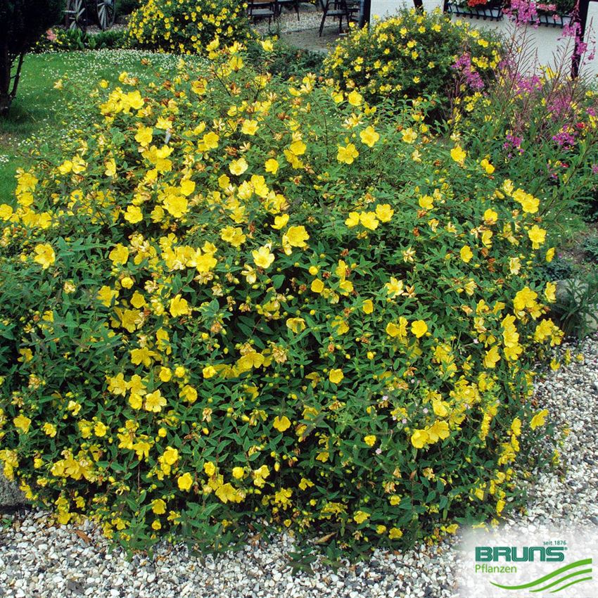 Hypericum patulum var. henryi von Bruns Pflanzen