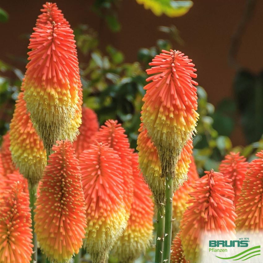Kniphofia praecox von Bruns Pflanzen