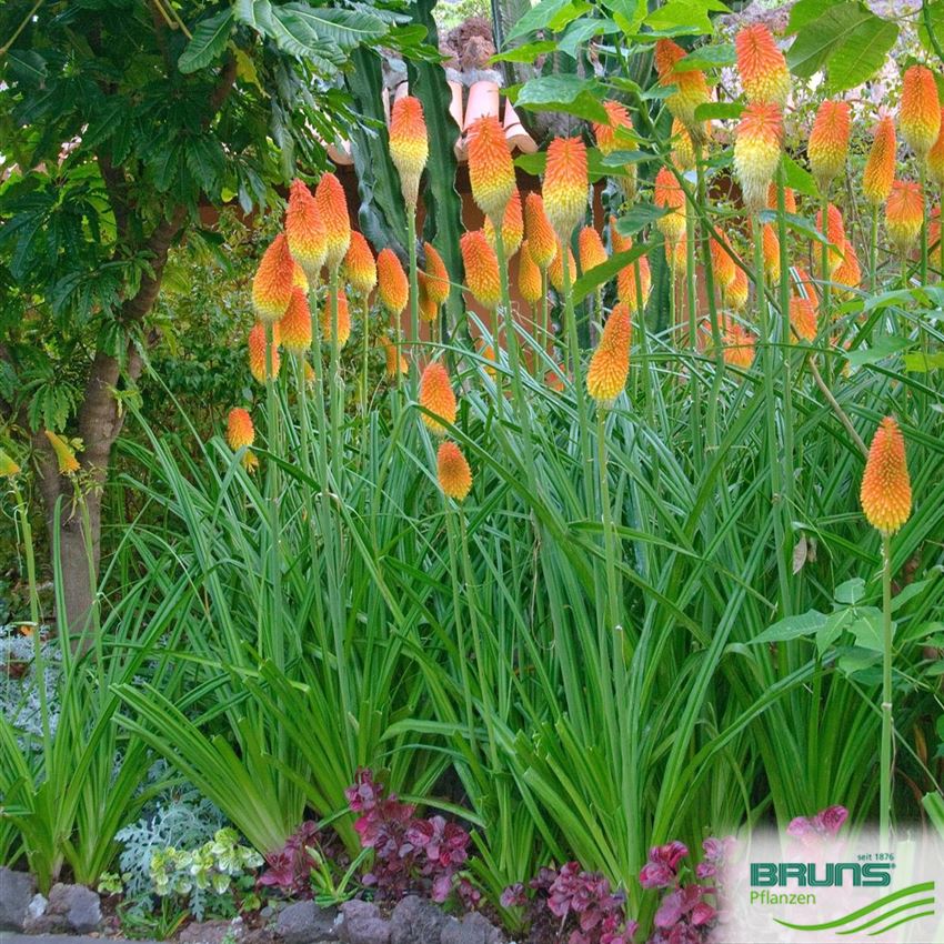 Kniphofia praecox von Bruns Pflanzen