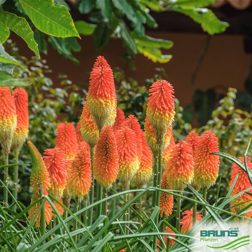 Kniphofia praecox von Bruns Pflanzen