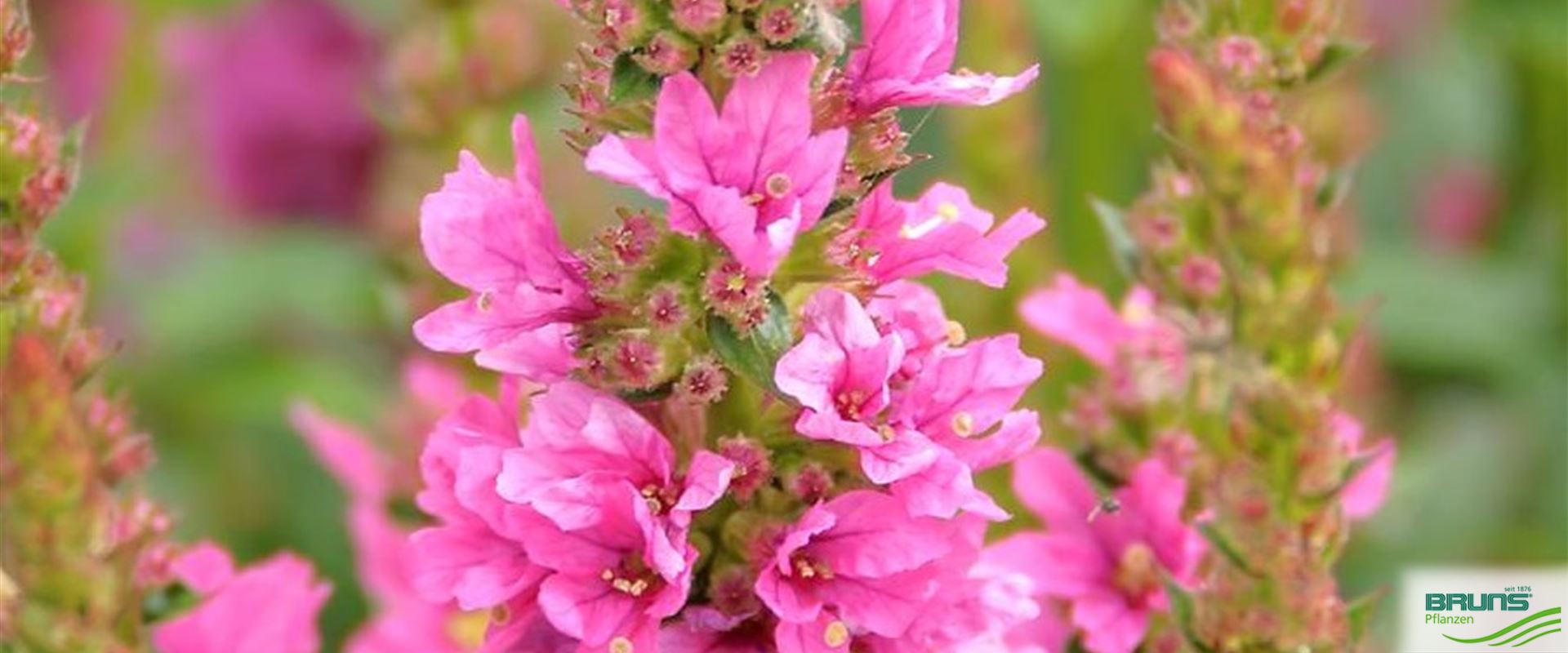 Lythrum salicaria 'Robert' von Bruns Pflanzen