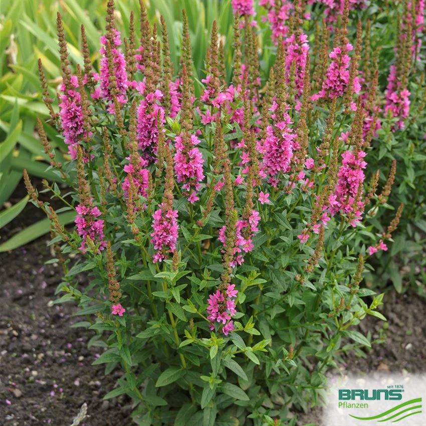 Lythrum salicaria 'Robert' von Bruns Pflanzen