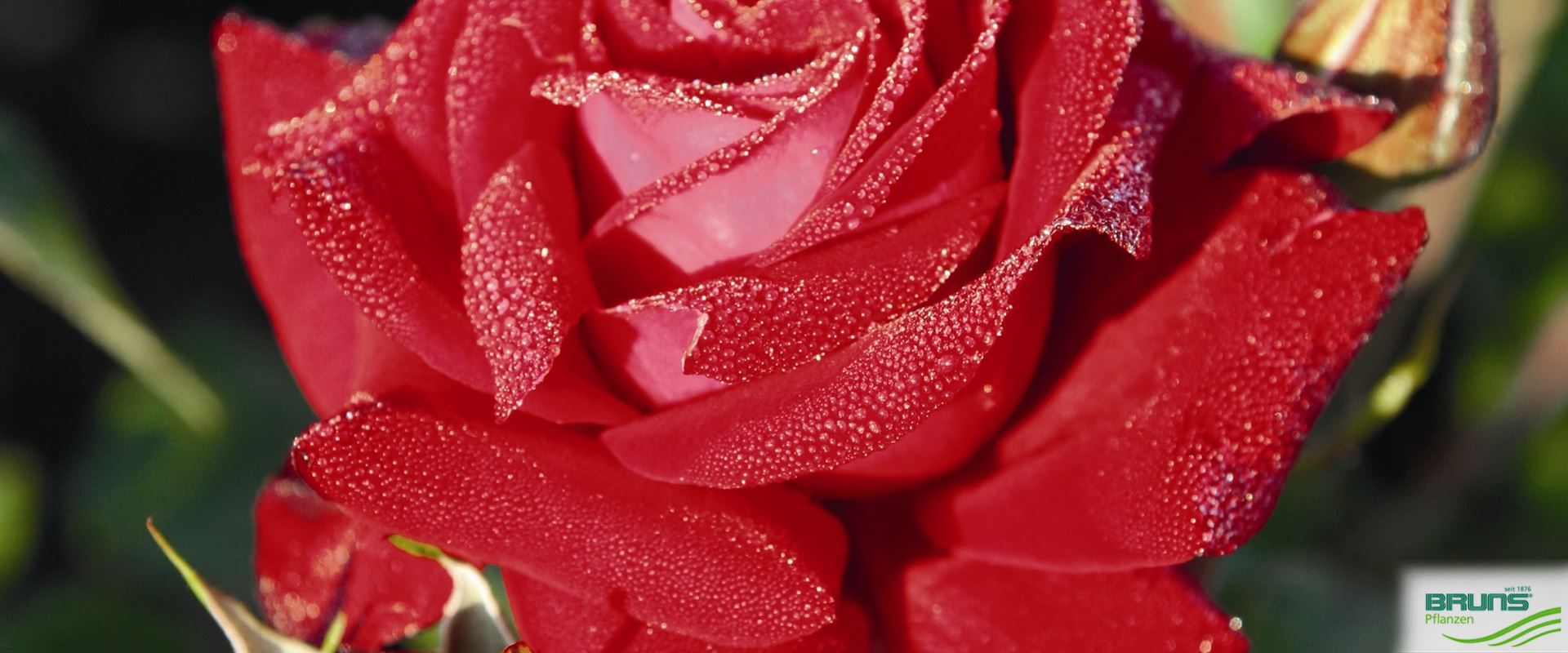 Beetrose 'Luebecker Rotspon' (R) von Bruns Pflanzen