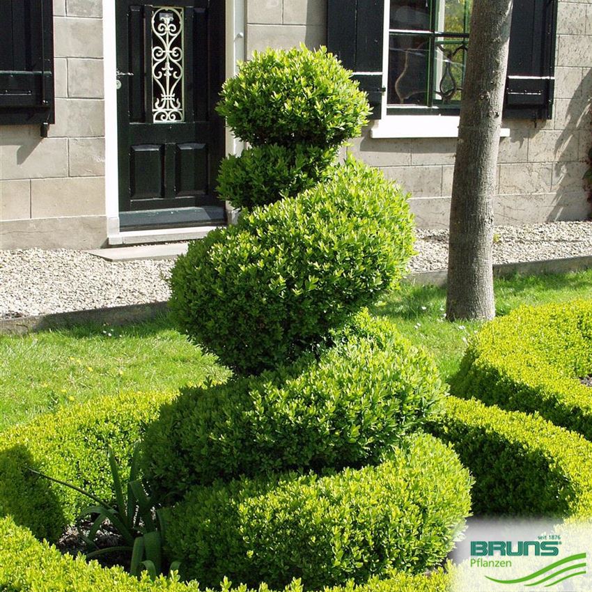 Buxus sempervirens var. arborescens, Gewöhnlicher Buchsbaum von Bruns ...