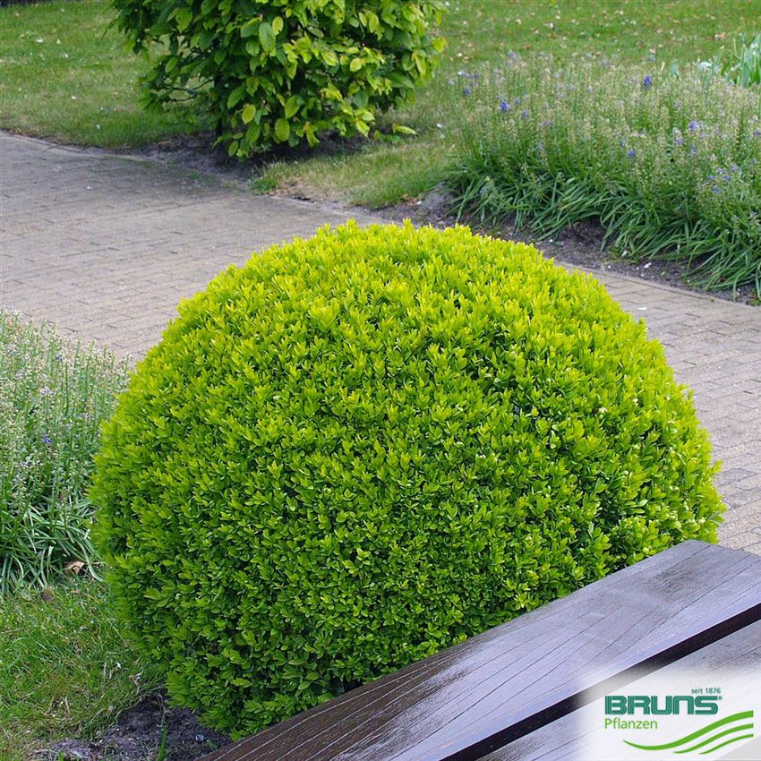 Buxus sempervirens var. arborescens, Common box von Bruns Pflanzen