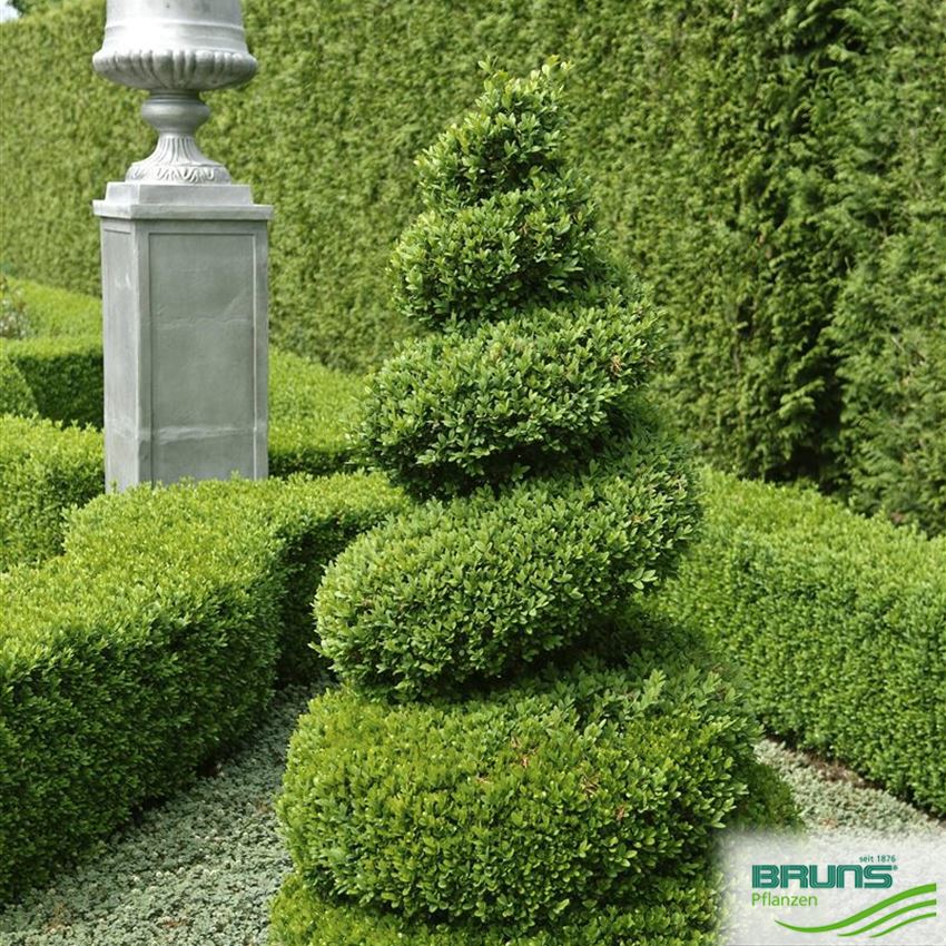 Buxus sempervirens var. arborescens, Gewöhnlicher Buchsbaum von Bruns ...