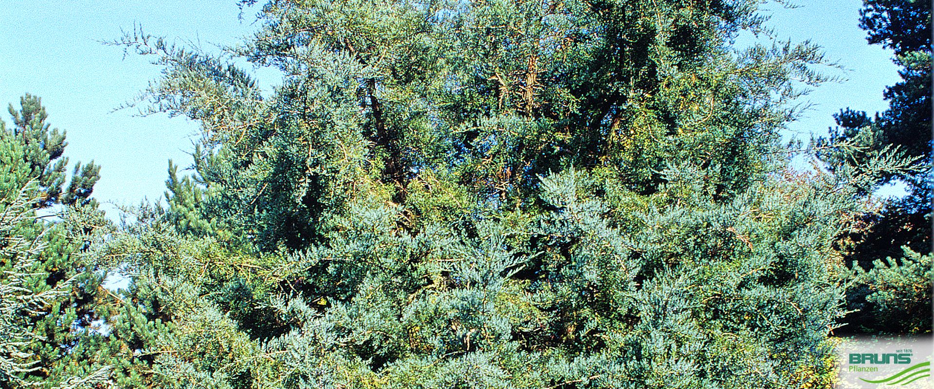 Juniperus virginiana 'Glauca', Virginischer Blau-Wacholder von Bruns ...