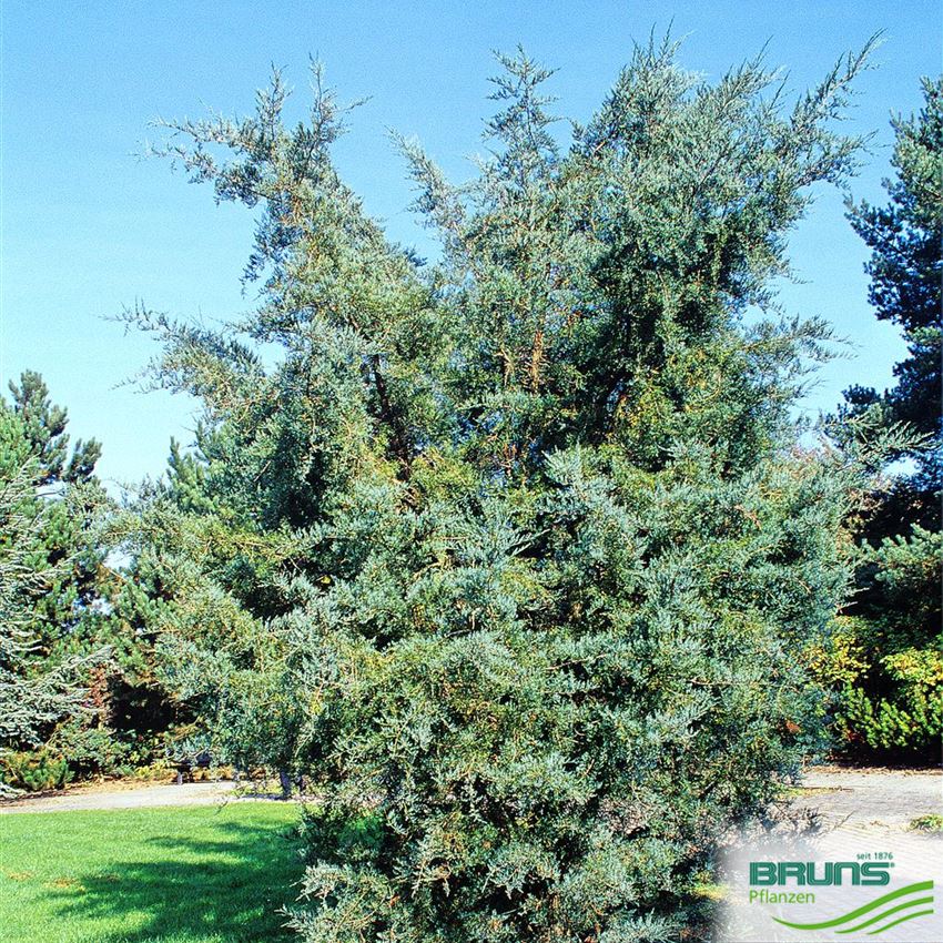 Juniperus virginiana 'Glauca', Virginischer Blau-Wacholder von Bruns ...
