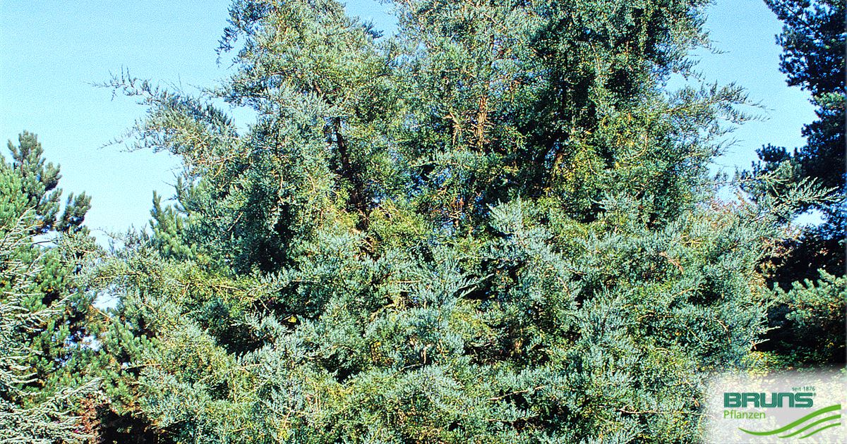 Juniperus virginiana 'Glauca', Virginischer Blau-Wacholder von Bruns ...